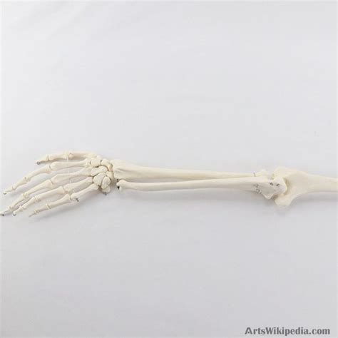 11 Human Bone Model Of Bone Adult Arm Of Upper Limb Bone Arm And Radius Hand Bone Medical