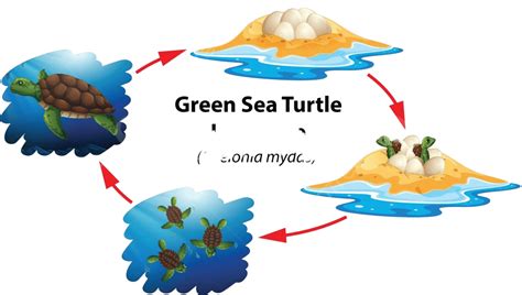 Green Sea Turtle Life Cycle Image Life Clip Art Vector Image Life