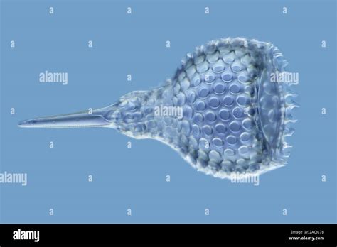 Radiolarian Differential Interference Contrast Micrograph Radiolaria