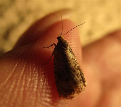 Der Fingersitzer 237 Ein Wickler Wohl Foto And Bild Schmetterlinge Natur Insekten Bilder Auf