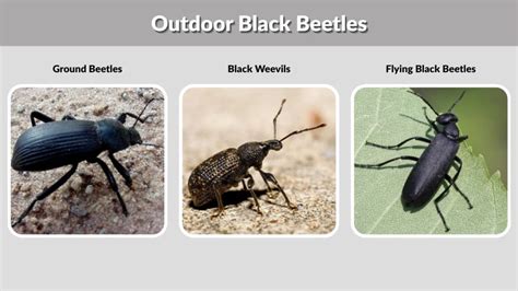 Black Beetles Identification Species Household Infestations And How To