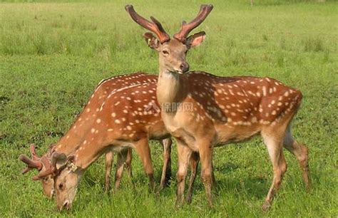 【图】狍子和梅花鹿的区别 装修保障网