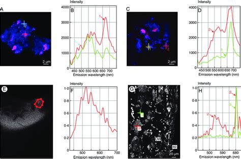 Subcellular Localization Of Chlorophyll And Tannins In Vitis And