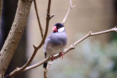 Java Sparrow Paphos Zoo Map