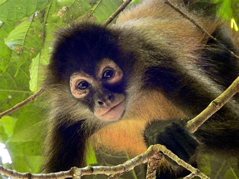 Macaco Aranha Fotos Banco De Imagens E Fotos De Stock Istock