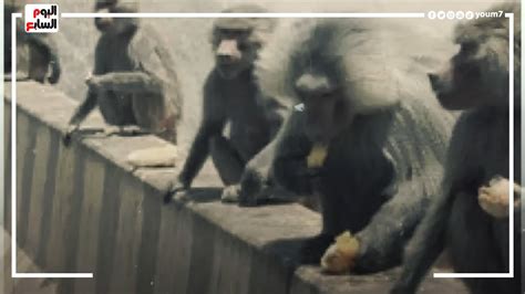 هجوم قردة البابون على مجموعة من ممارسى رياضة المشى فى جنوب أفريقيا Youtube