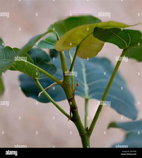 Close Up Of Sacred Fig Bodhi Tree Or Ficus Religiosa Leaves