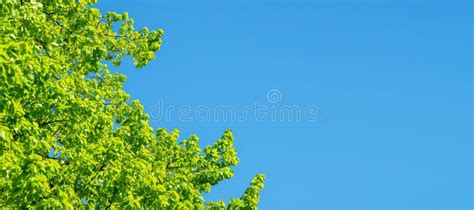 Green Crown Of A Tree Against A Blue Sky Stock Image Image Of Plant