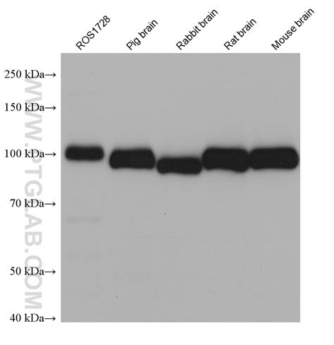 Sortilin Antibody 68007 1 Ig Proteintech