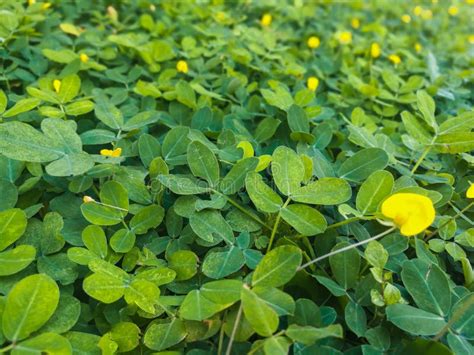 Close Up Of Green Grass Pinto Peanut Arachis Pintoi In The Garden Stock