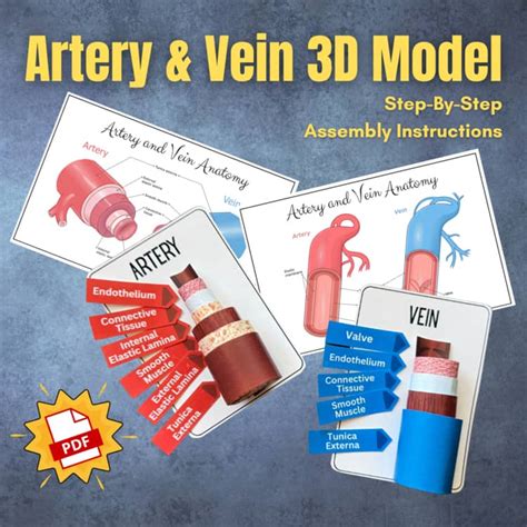 Anatomy 3d Vein And Artery Model Full Color Anatomically Correct Paper