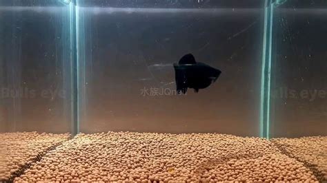 39种玛丽鱼的鉴赏 萌宠视频 搜狐视频