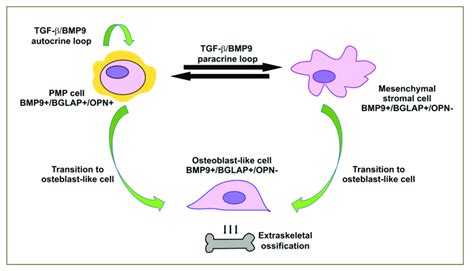 Ectopic Ossification In Pmp The Tumor Microenvironment Is Composed Of Download Scientific