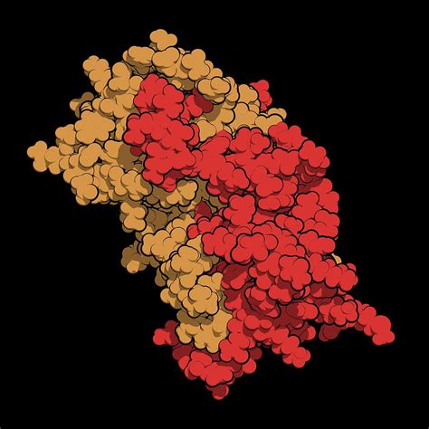 Interferon Gamma Molecule Photograph By Molekuulscience Photo Library