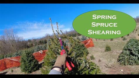 Pruning Perfection Transform Your Spruce Christmas Tree With Shearing