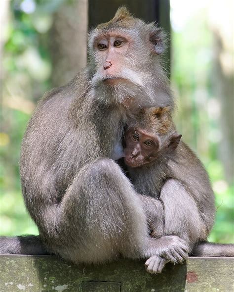 Macaca Fascicularis — Vikipediya