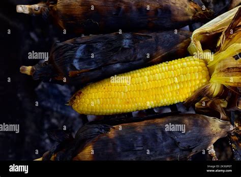 Top View Freshly Boiled Or Grilled Sweet Corn On The Cob Sprinkled With Salt And Spices Popular
