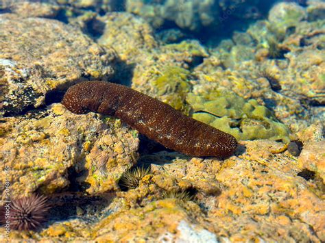 Hawaiian Sea Cucumber Aka Pacific White Spotted On A Tide Pool At