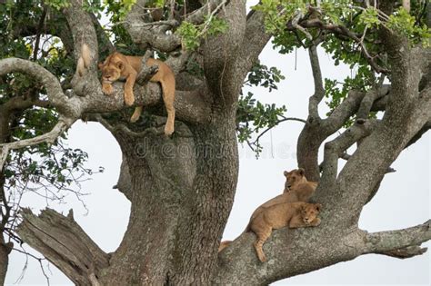 Lazy Tree Climbing Lions Rest In The Branches Serengeti National Park