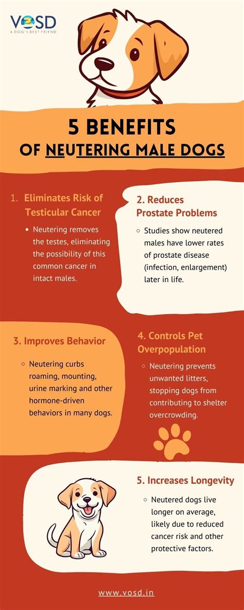 Yip Neuter 5 Benefits Of Neutering Your Male Pup By Voice Of Stray