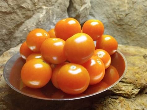 Top 5 Sweetest Cherry Tomatoes By Bounty Hunter Seeds