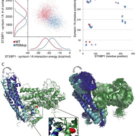 Analysis Of Reported 99 Missense Mutations In Stxbp1 All 99 Reported Download Scientific