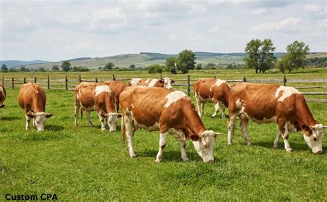 Simmental Cattle The Swiss Triple Purpose Breed Cattle Daily