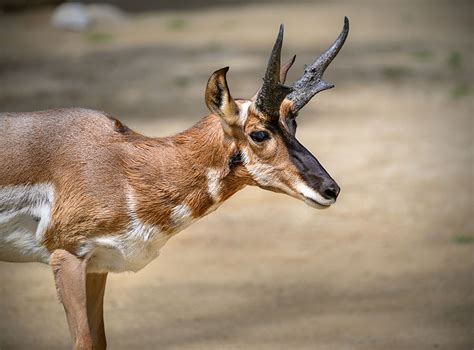 Pronghorn Antelope Range