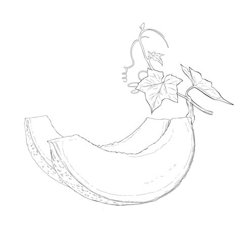 Meloen Graveren Afbeeldingen Gratis Downloaden Op Freepik