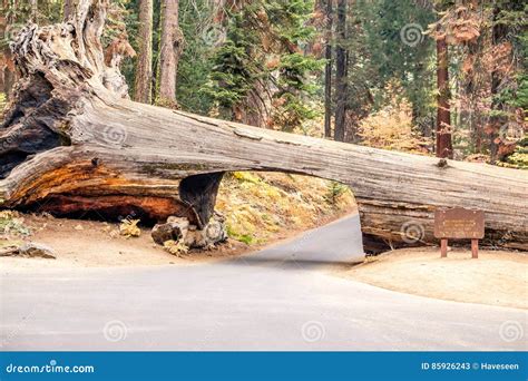 Tunnel Log In Sequoia National Park Stock Image Image Of California