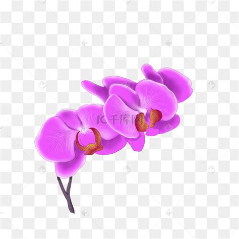 马兰头草图片 马兰头草图片素材免费下载 千库网