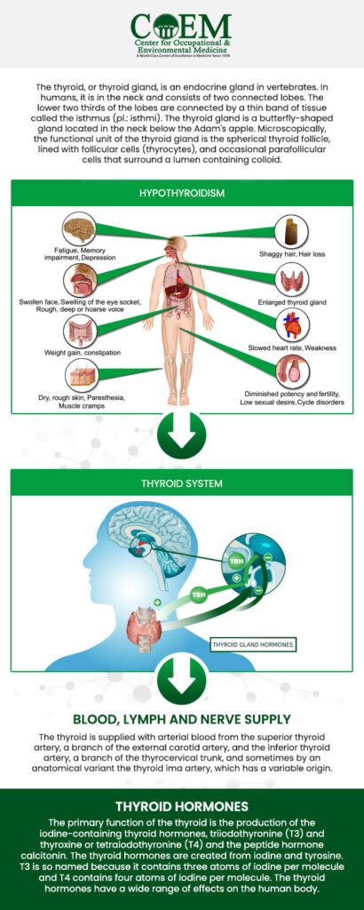 Hashimotos Thyroiditis Treatment And Management Charleston Sc