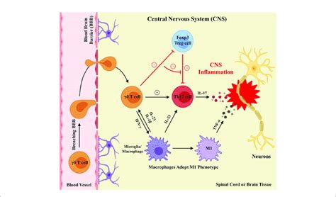Gd T Cells Execute Proinflammatory Functions In The Cns Activated Gd