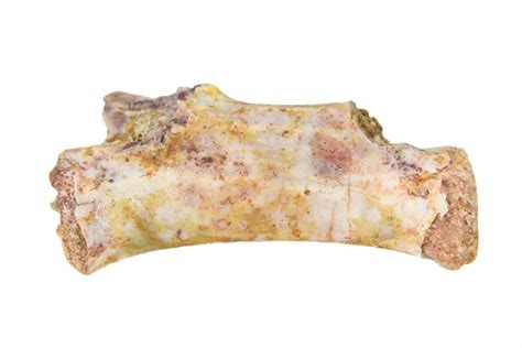 6 Triassic Fossil Avemetatarsalian Dromomeron Vertebra Texas 322735 For Sale