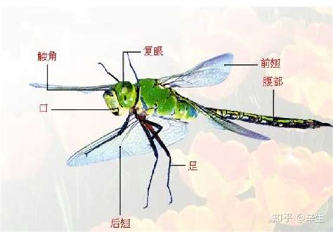 怎样区分蜻和蜓？ 知乎
