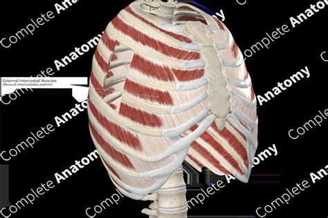 External Intercostal Muscles Complete Anatomy