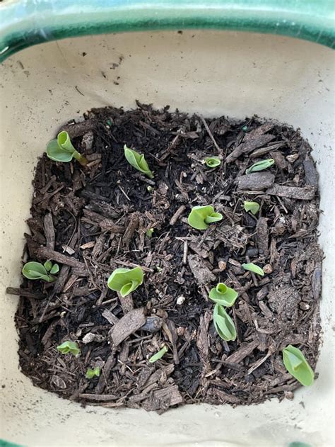 My Corn Growing Process So Far 3 Rcorn