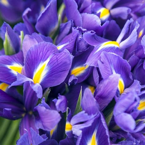 Iris Blue Diamond