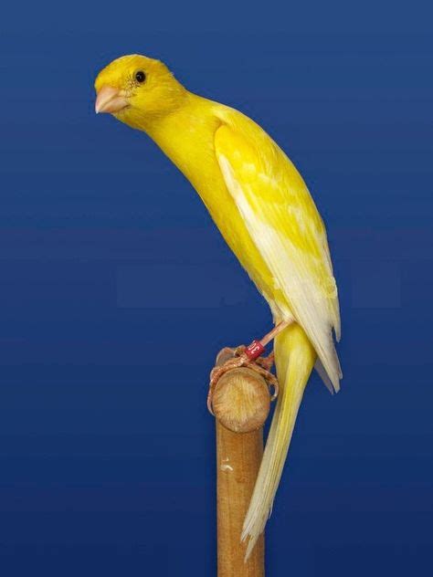 Wallpaper Burung Kenari 58 Koleksi Gambar