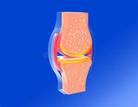 3d Illustration Of A Synovial Joint Seen From The Front Stock