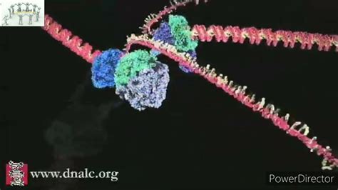 Dna Replication 3d Animation Dna Replication Eehhg