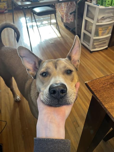 Squish [original] R Awwnime