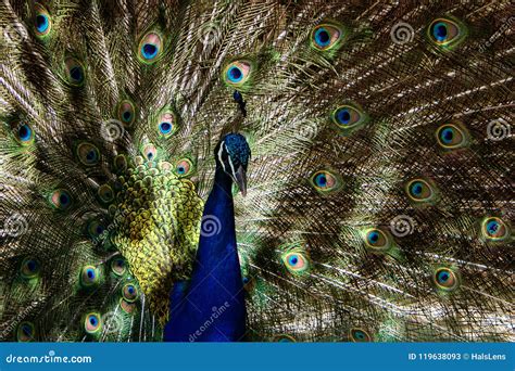 Peacock Patterns Stock Image 119638093