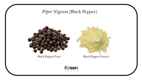 Piper Nigrum Scientifically Known As “black Pepper” Holds A
