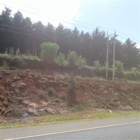 Road Grass Rocks On Side Grass Forest Stock Image Image Of Track