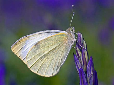 Large White Butterfly Conservation