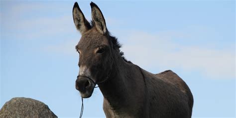 Eo Ending Explained How Does The Oscar Nominated Polish Film End