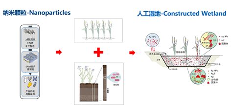 国内领先——人工湿地防控新污染物技术取得新突破管理支撑南京市生态环境保护科学研究院