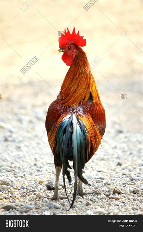 Rooster Cock Chicken Image And Photo Free Trial Bigstock