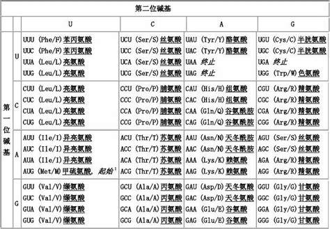 密码子表文档下载